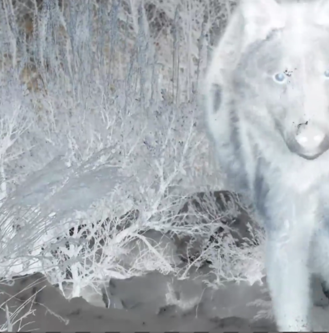 Fango Radio 〜 Of Wolves - Of Wolves X - Promise